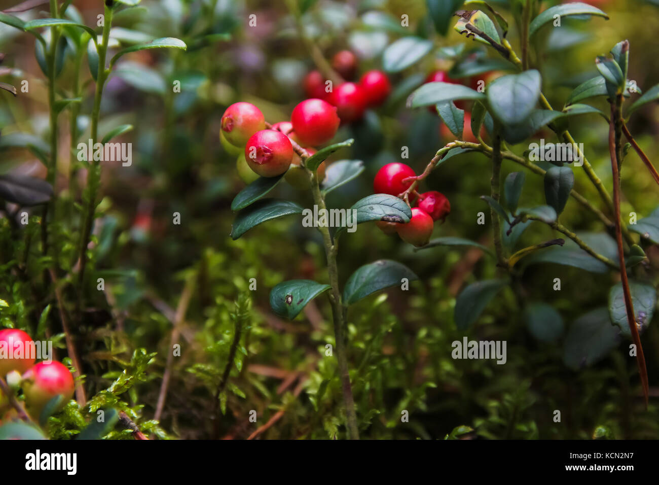 Wild Berry Stockfotos und -bilder Kaufen - Alamy