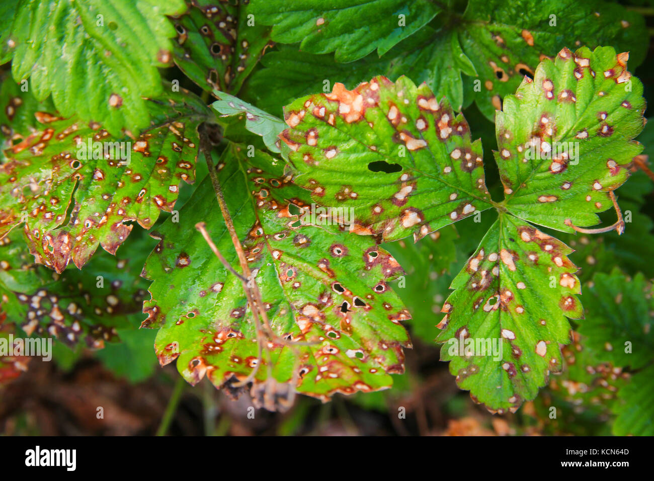 Erdbeeren Krankheiten Bilder