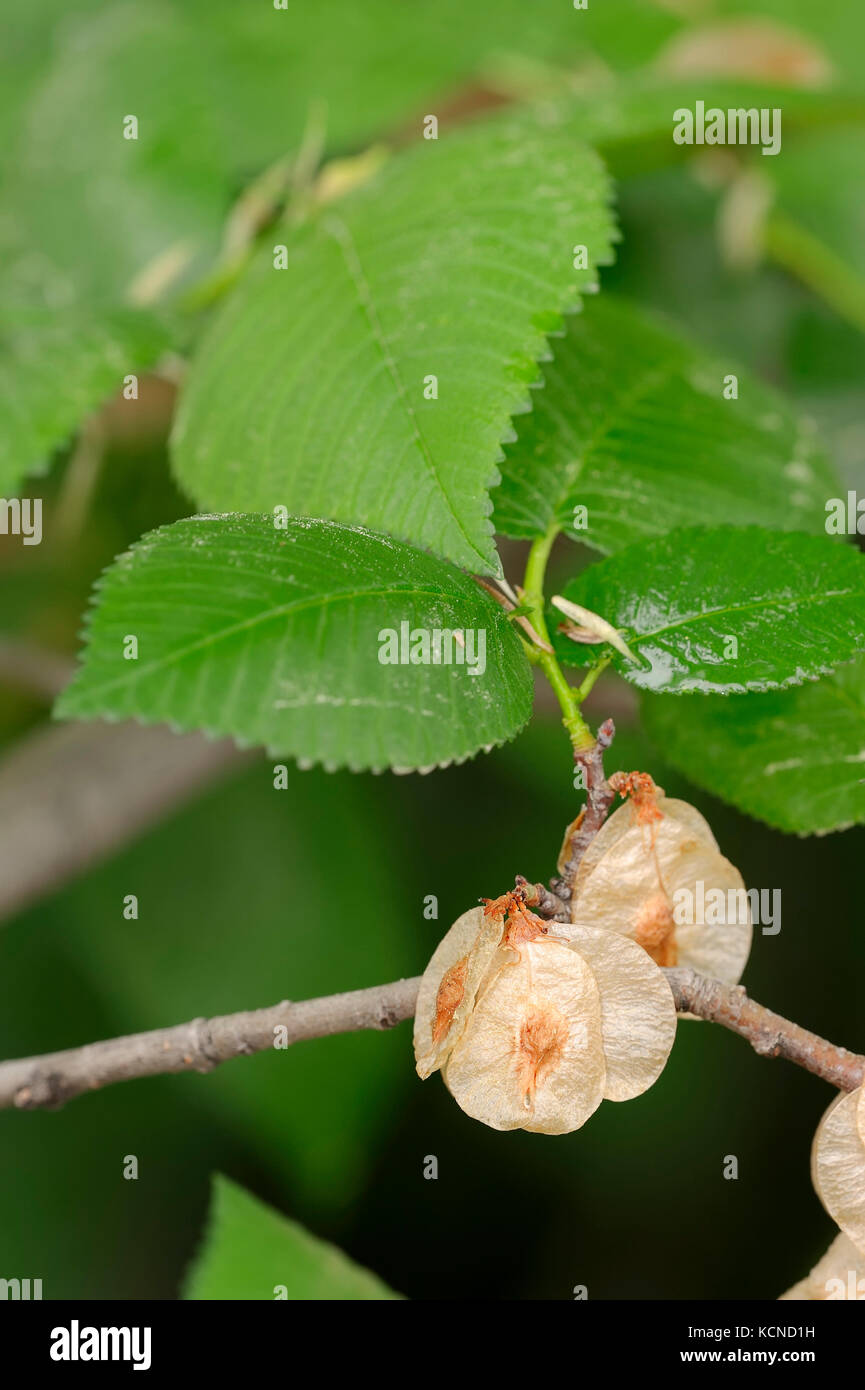 Ulmengewaechse ulmaceae -Fotos und -Bildmaterial in hoher Auflösung – Alamy