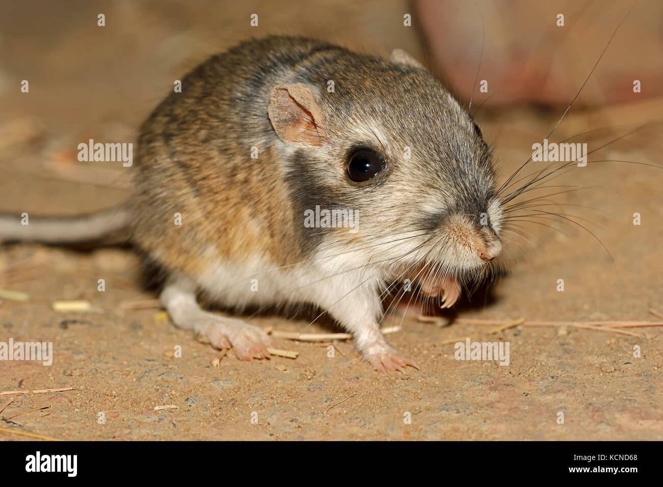 Merriam kaengururatte dipodomys merriam merriam kaenguruhratte -Fotos ...