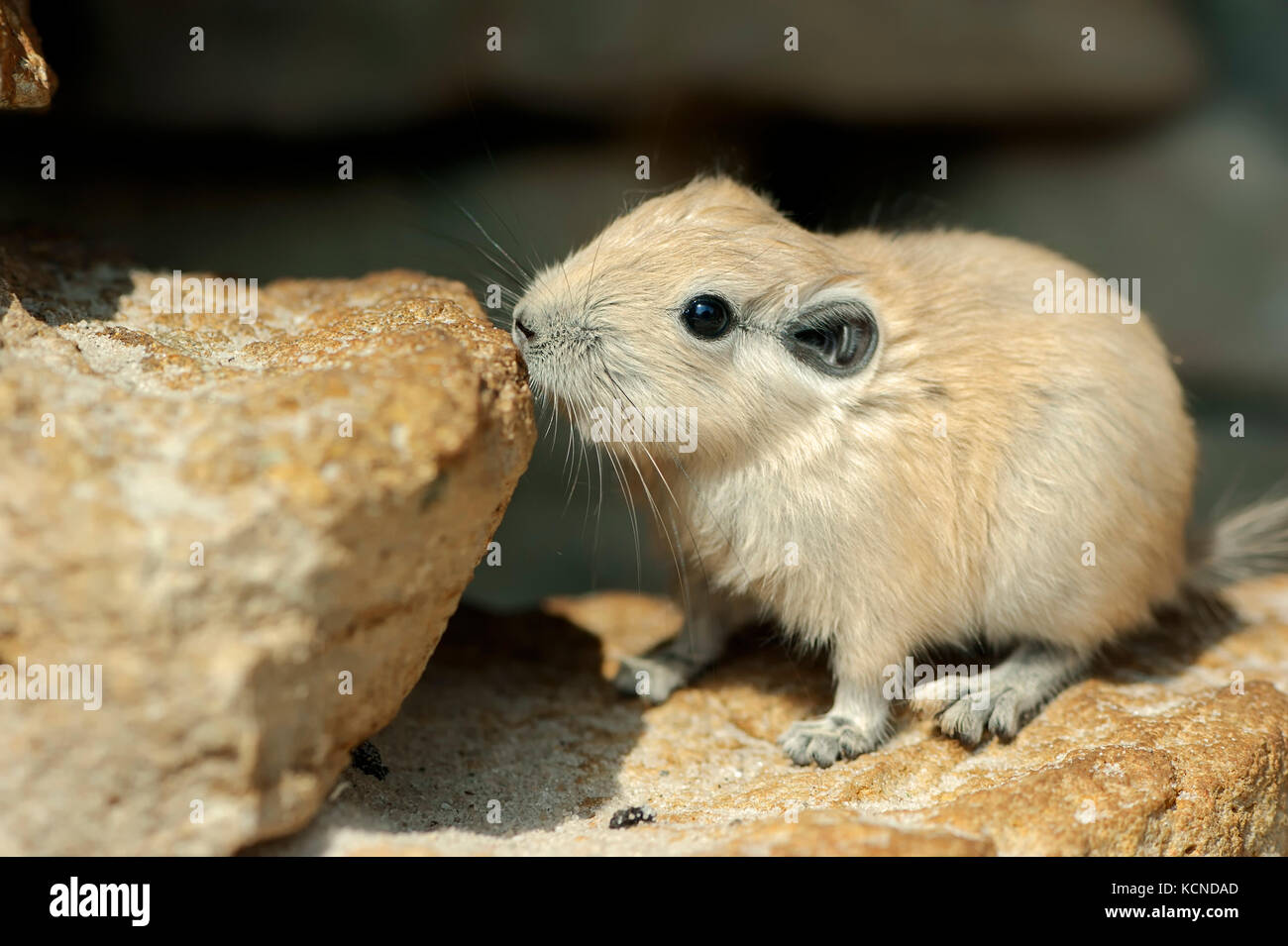 Junge gemeinsame Gundi/(Ctenodactylus Gundi) | Eigentlicher Gundi ...