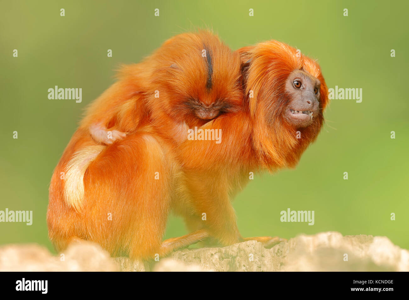 Goldenes lowenaffchen -Fotos und -Bildmaterial in hoher Auflösung – Alamy Goldenes lowenaffchen -Fotos und -Bildmaterial in hoher Auflösung – Alamy