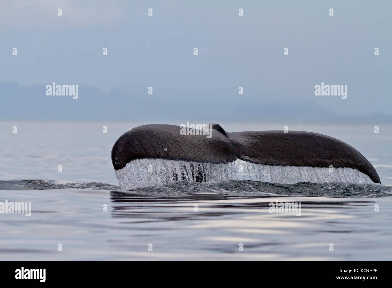 Wal Fluke Stockfotos und -bilder Kaufen - Alamy