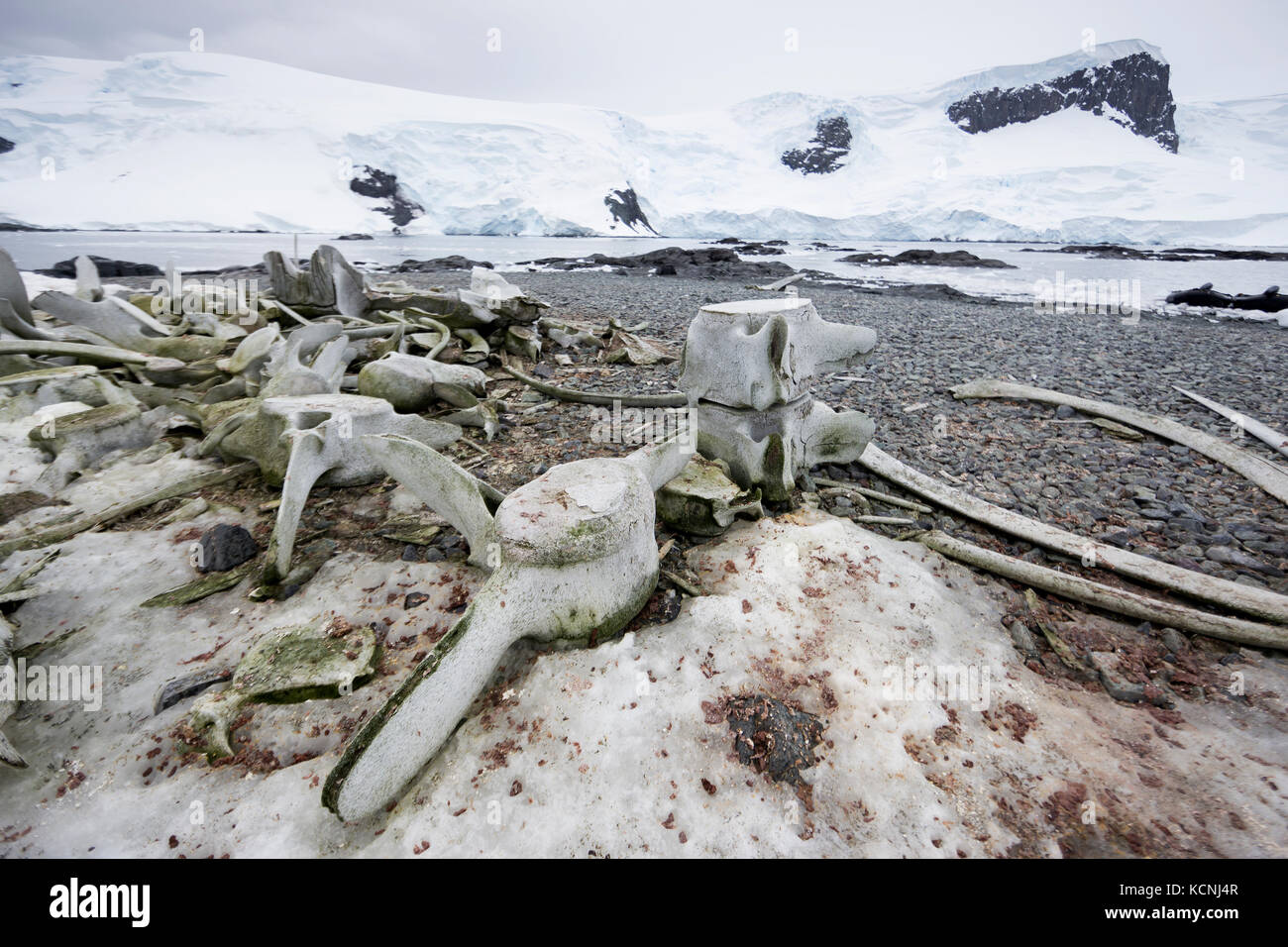 Antarctic whale -Fotos und -Bildmaterial in hoher Auflösung – Alamy