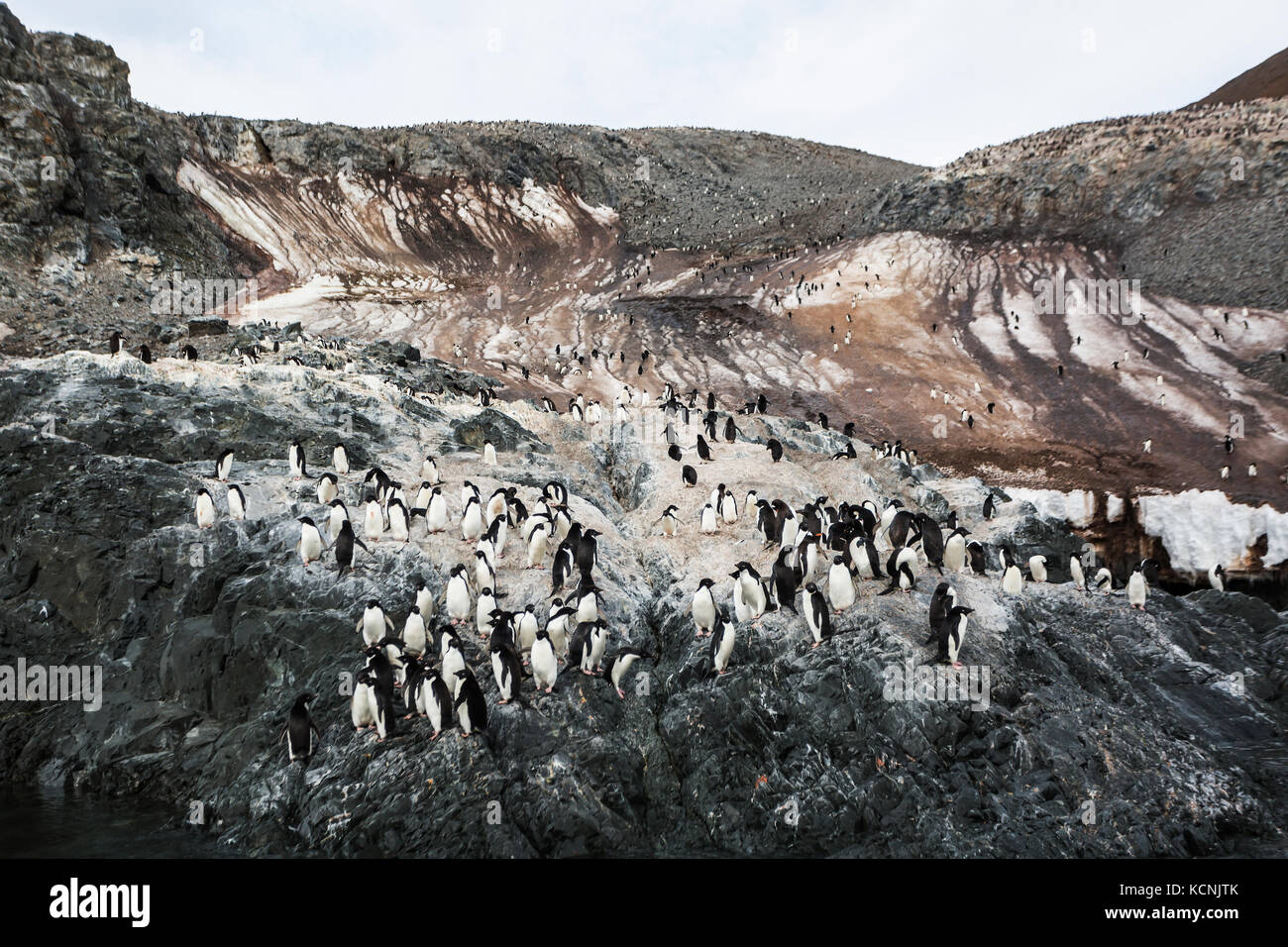 Joinville island -Fotos und -Bildmaterial in hoher Auflösung – Alamy