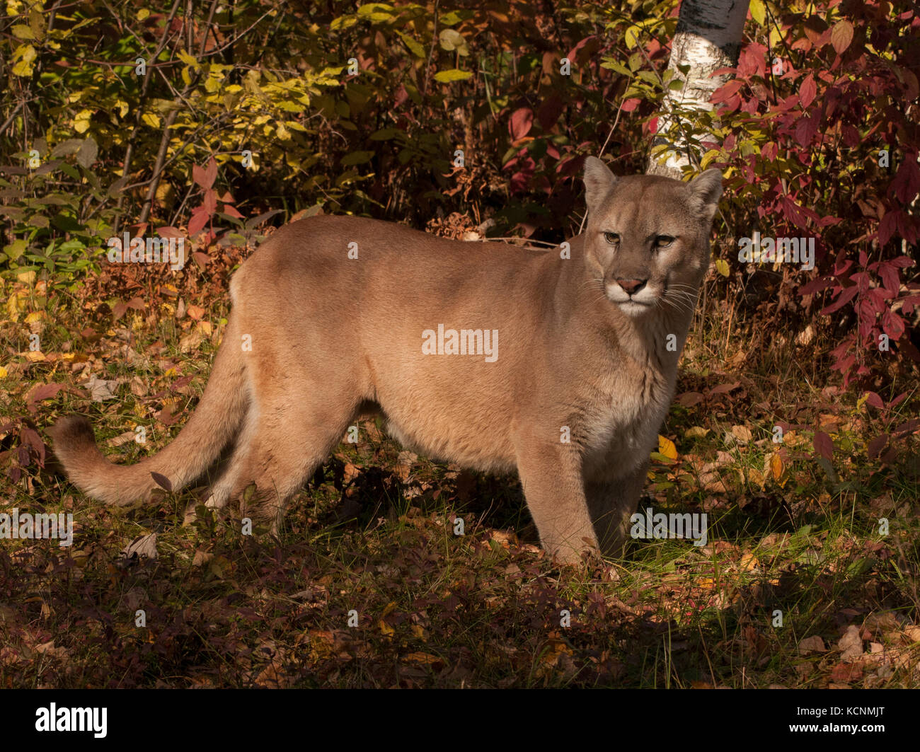 Wald cougar -Fotos und -Bildmaterial in hoher Auflösung – Alamy