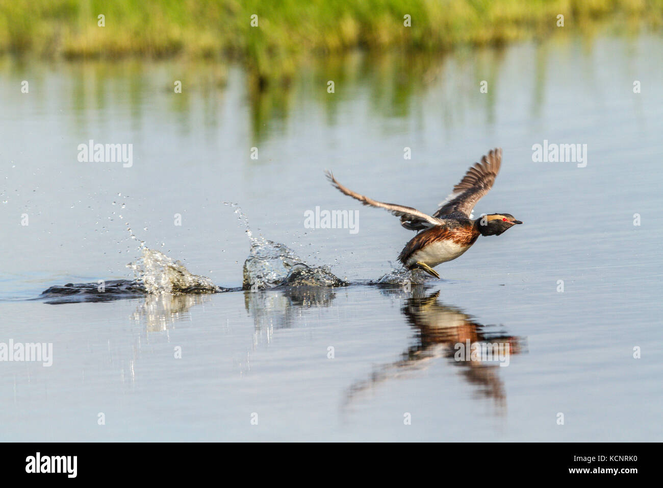 Entenlebensraum calgary -Fotos und -Bildmaterial in hoher Auflösung – Alamy