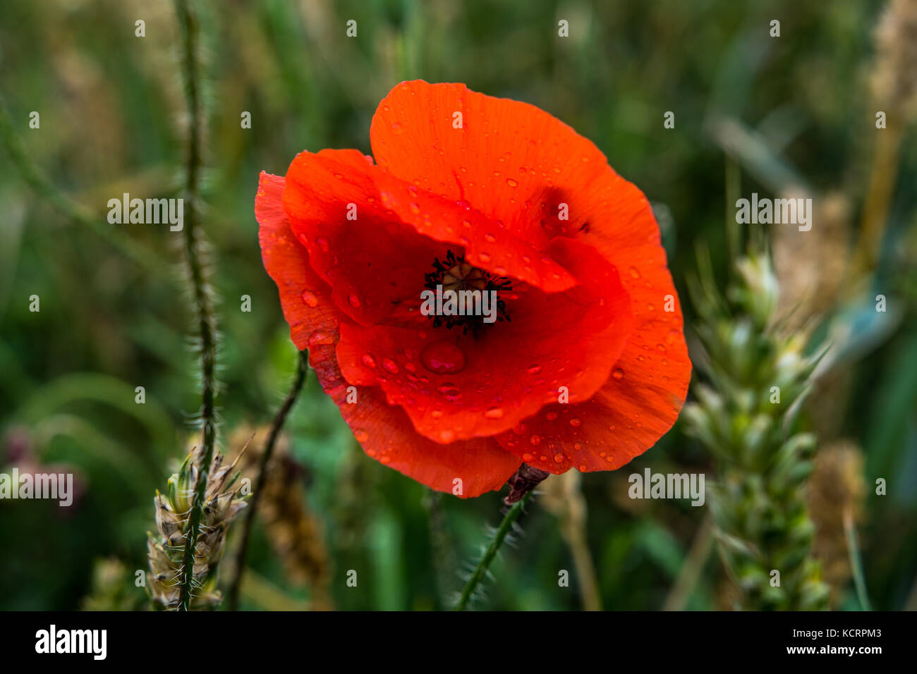 Mohnfeld im regen -Fotos und -Bildmaterial in hoher Auflösung – Alamy