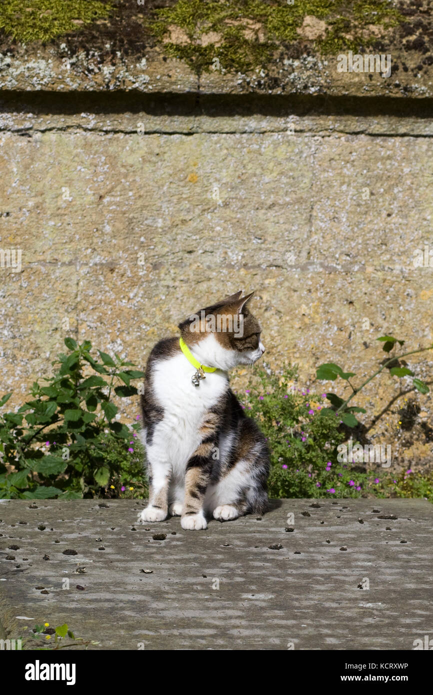 Katze, die auf einem grabstein in einem kirchhof sitzt -Fotos und ...
