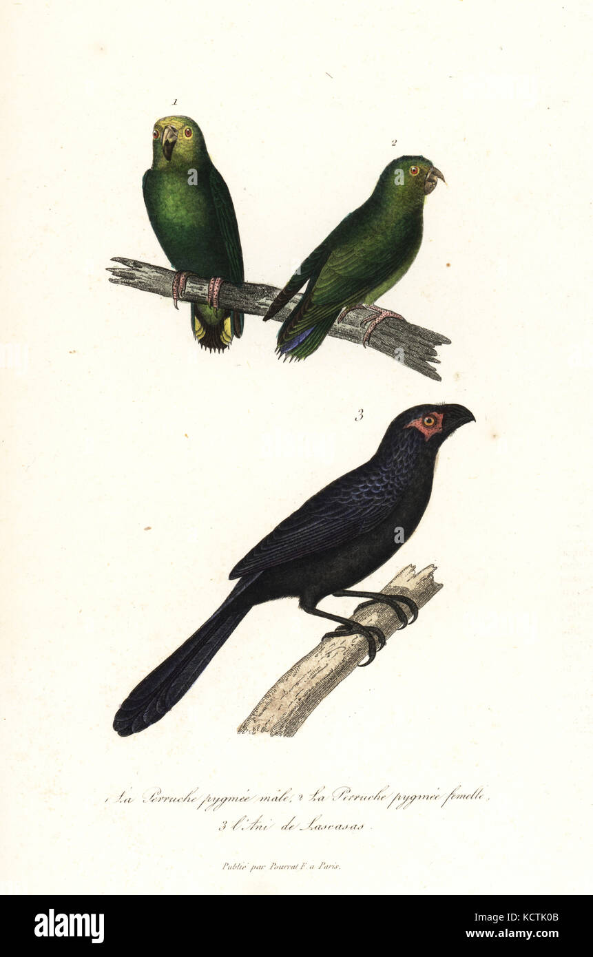 Micropsitta keiensis -Fotos und -Bildmaterial in hoher Auflösung – Alamy