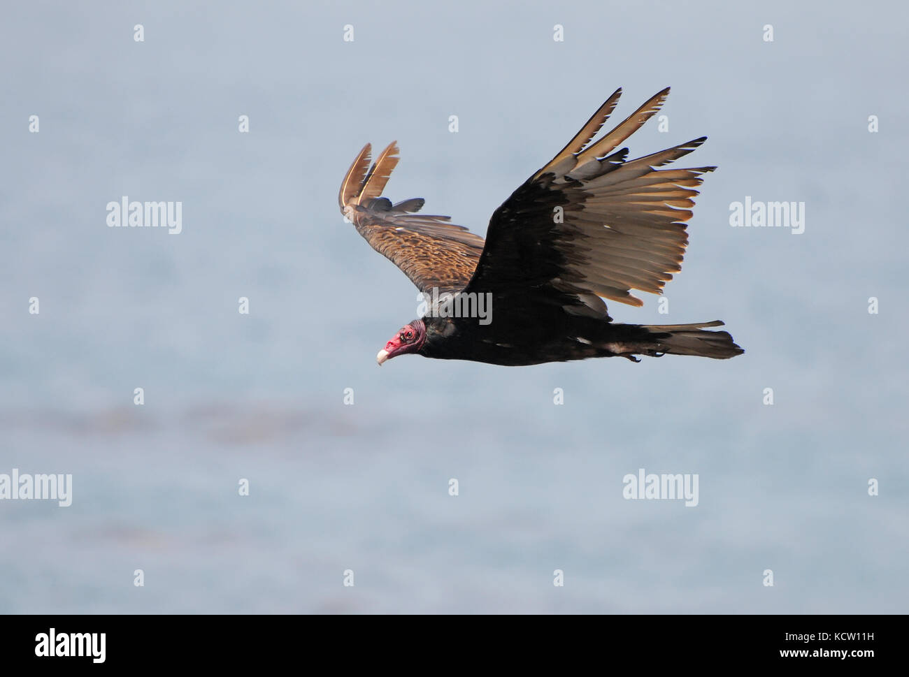 Geier fliegen -Fotos und -Bildmaterial in hoher Auflösung – Alamy