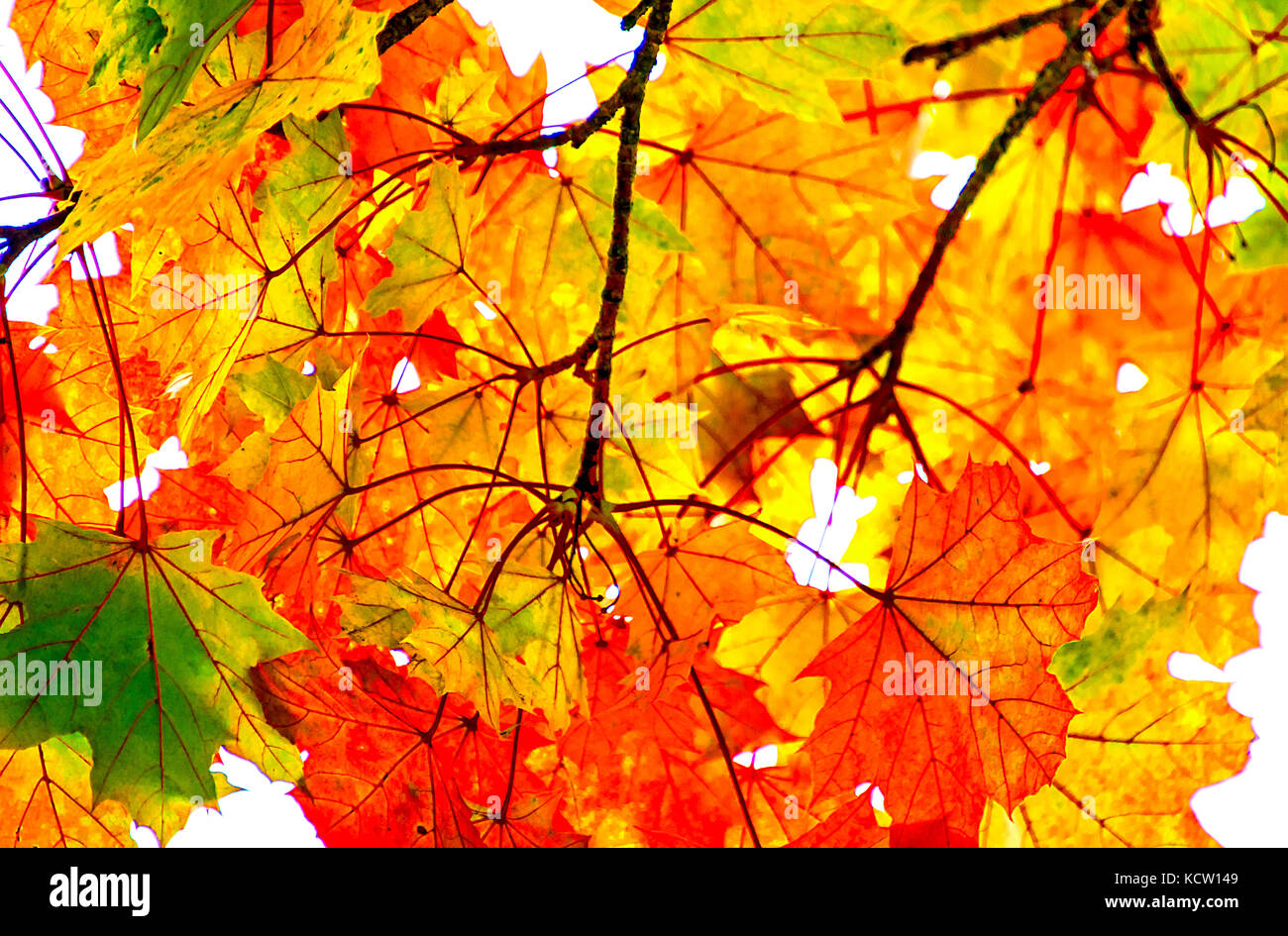 Helle rottöne -Fotos und -Bildmaterial in hoher Auflösung – Alamy