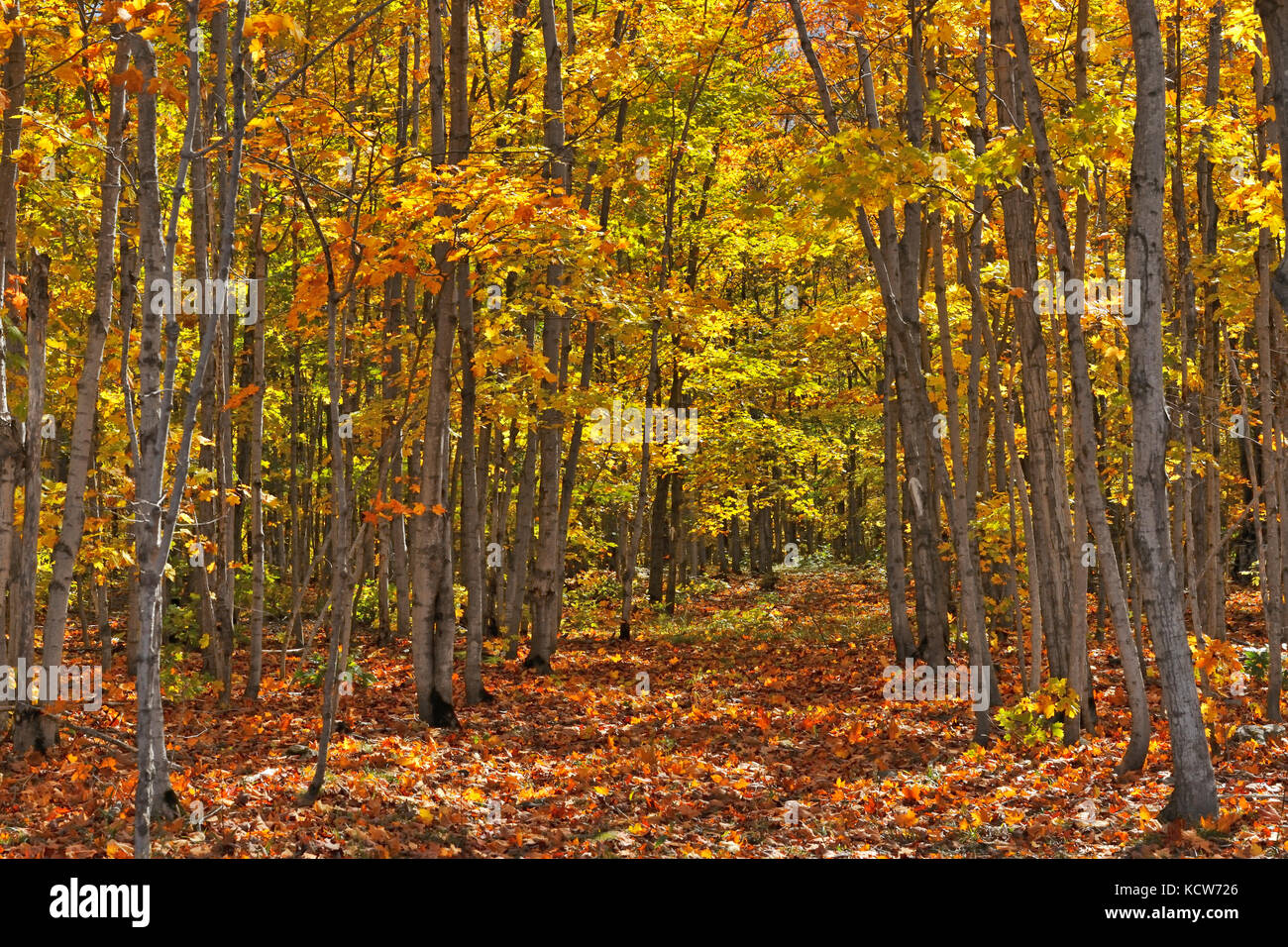 Laubwald von Zucker Ahornbäume (Acer saccharum) im Herbst Laub ...