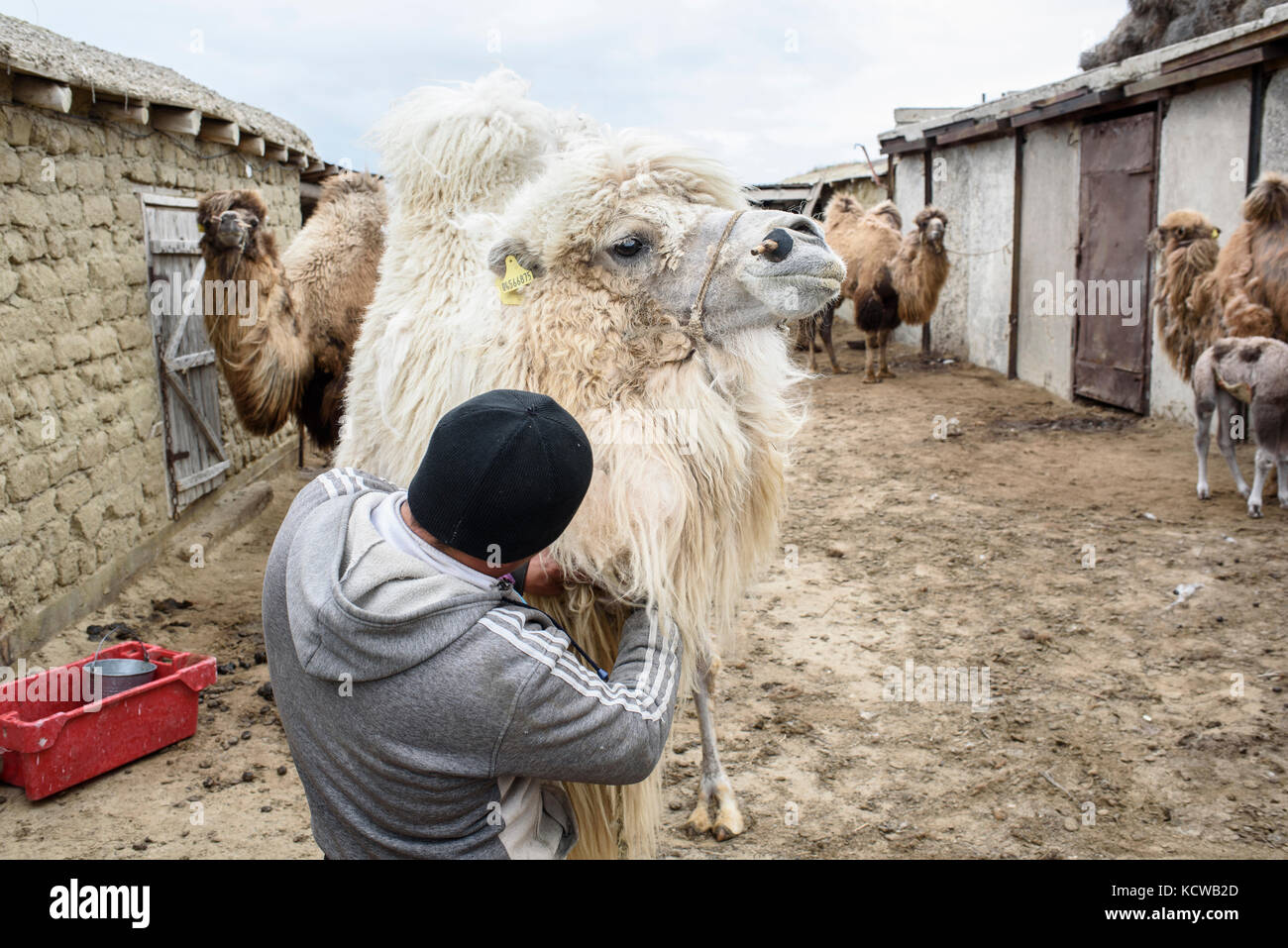 Milking camel -Fotos und -Bildmaterial in hoher Auflösung – Alamy