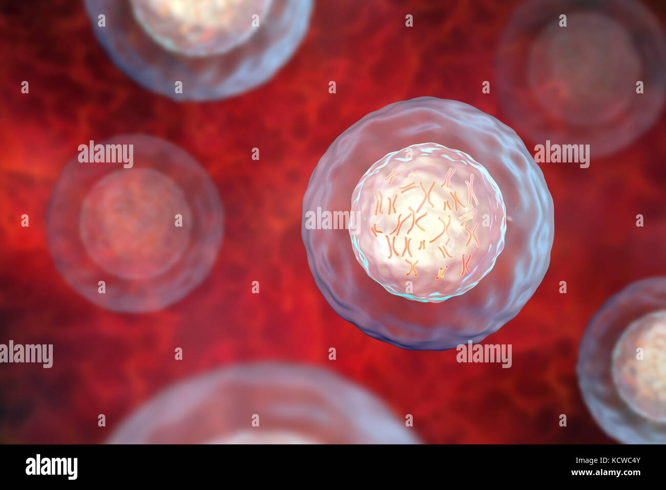 Chromosomale Chromatiden Stockfotos und -bilder Kaufen - Alamy