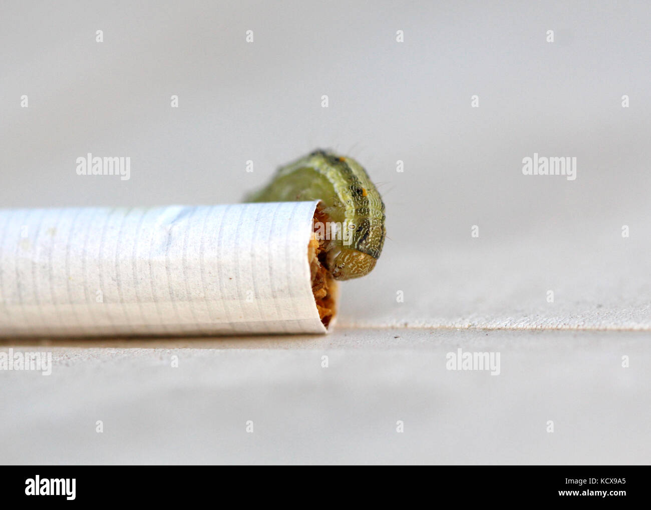 Smoking caterpillar -Fotos und -Bildmaterial in hoher Auflösung – Alamy
