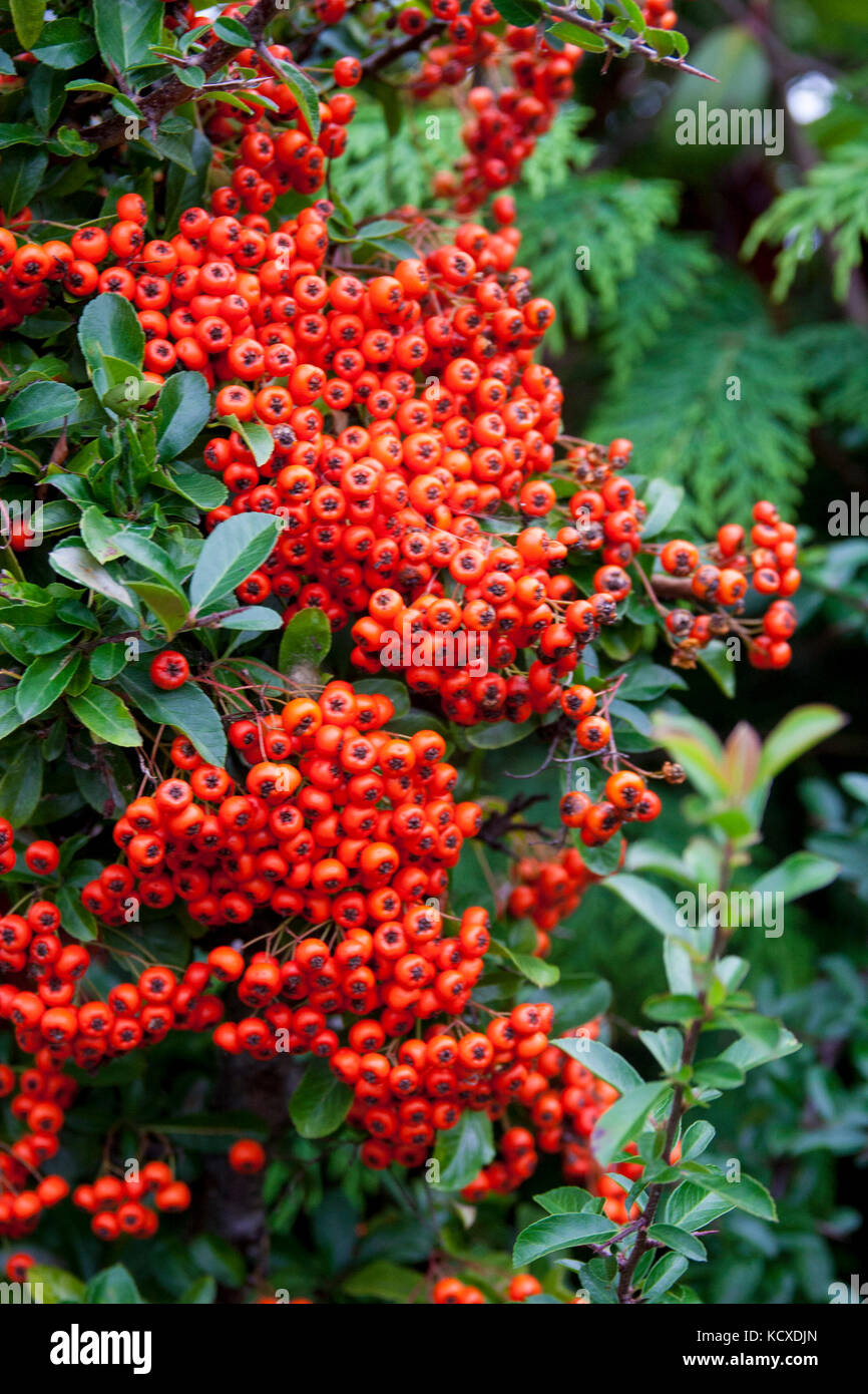 Trauben von beeren -Fotos und -Bildmaterial in hoher Auflösung – Alamy