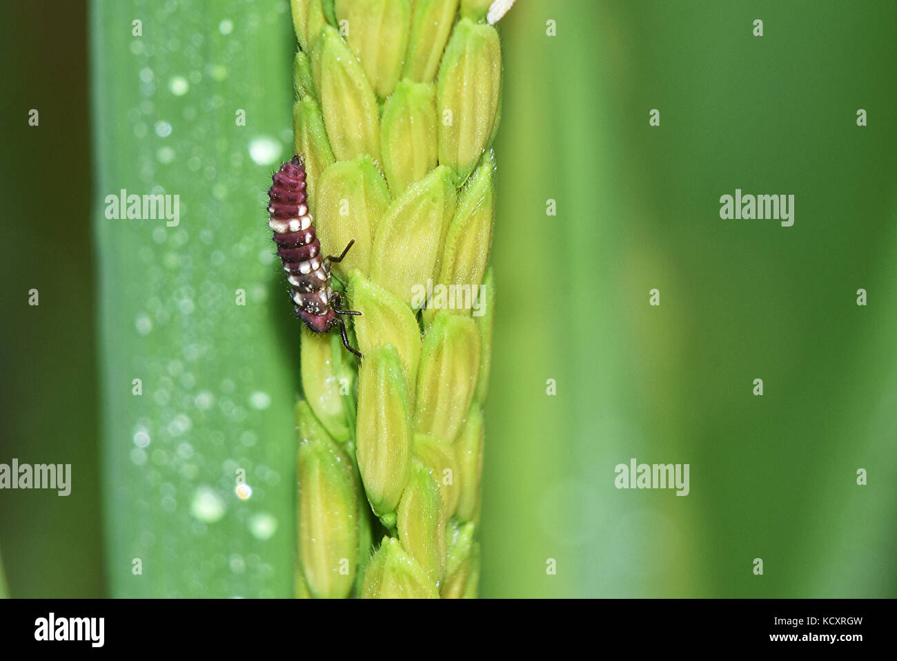 Pest insects -Fotos und -Bildmaterial in hoher Auflösung – Alamy