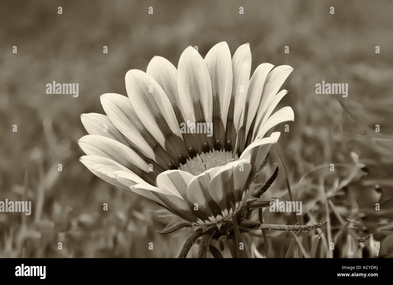 Blumenzentrum feines detail -Fotos und -Bildmaterial in hoher Auflösung ...