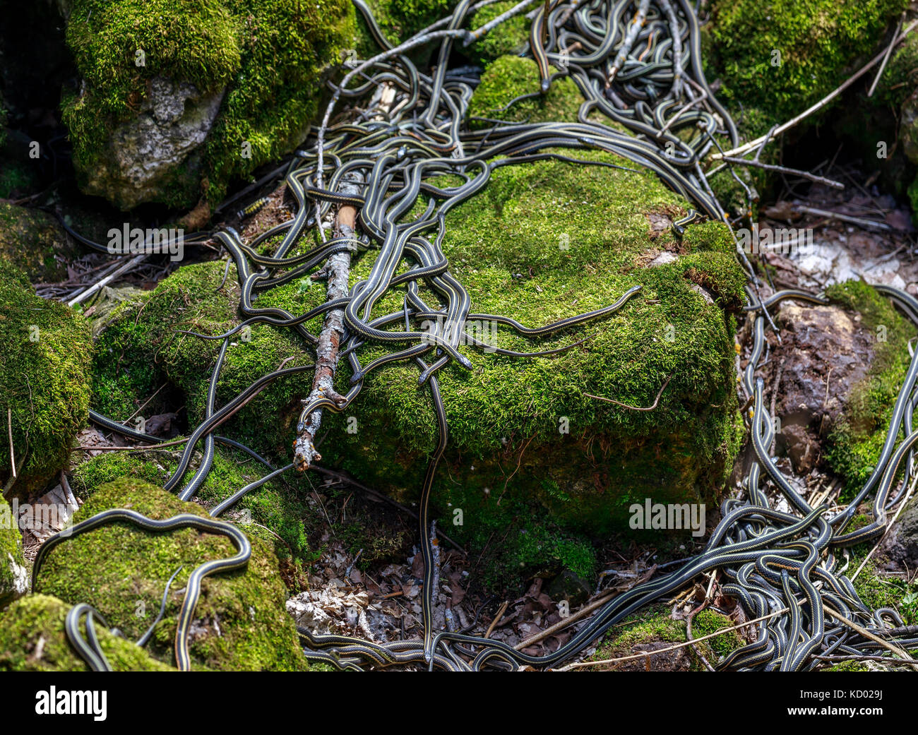 Schlangen paarung -Fotos und -Bildmaterial in hoher Auflösung – Alamy