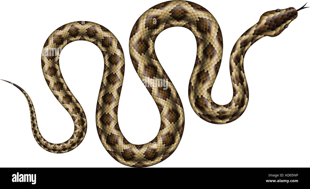 Braun python Vector Illustration. Isolierte tropischen Schlange auf ...