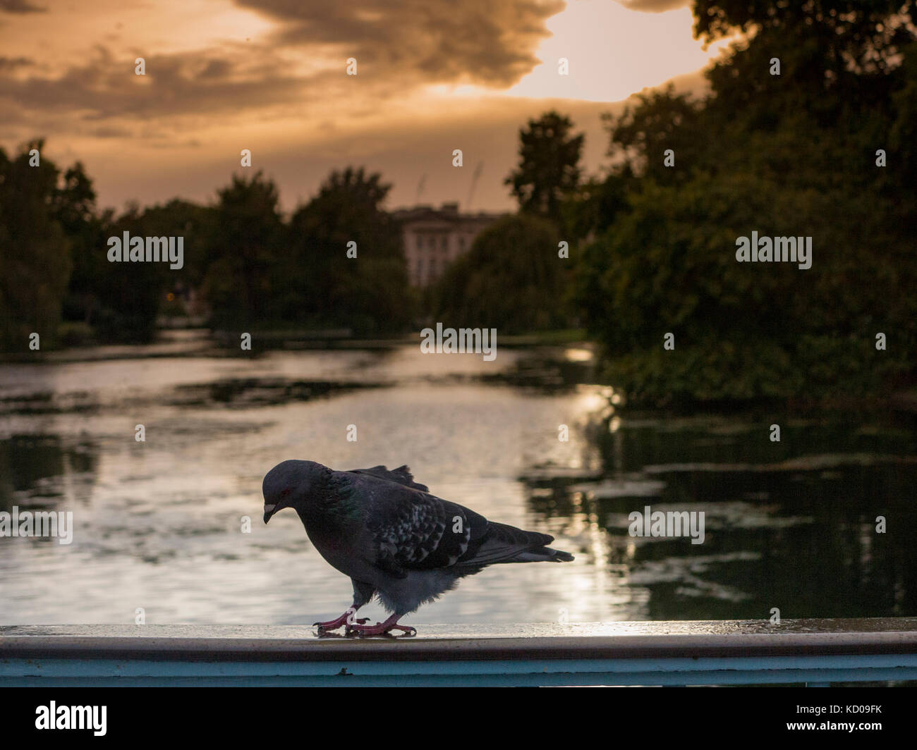 Herbstlaub buckingham palace gardens -Fotos und -Bildmaterial in hoher ...