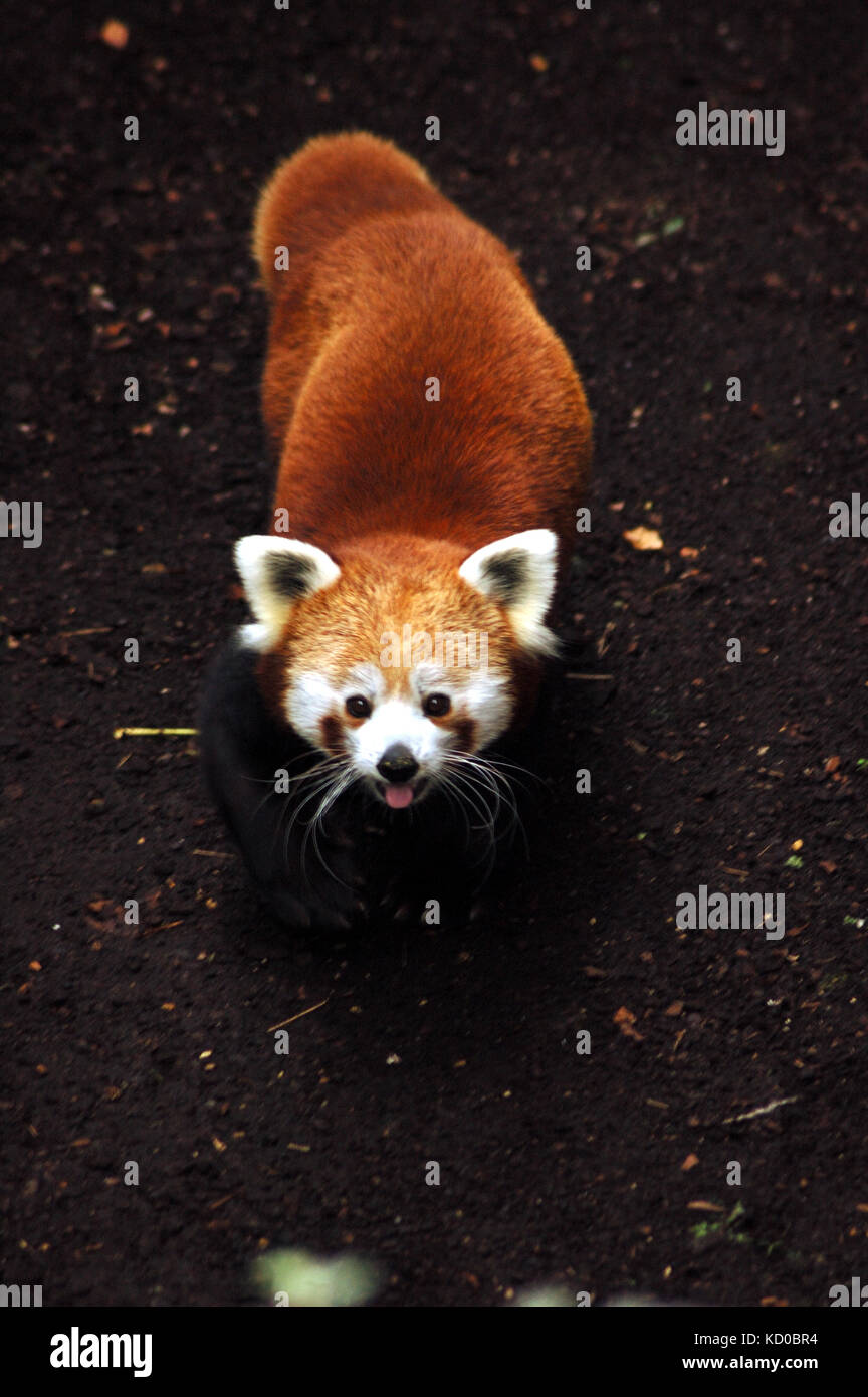 Zoologischer park von paris -Fotos und -Bildmaterial in hoher Auflösung – Alamy