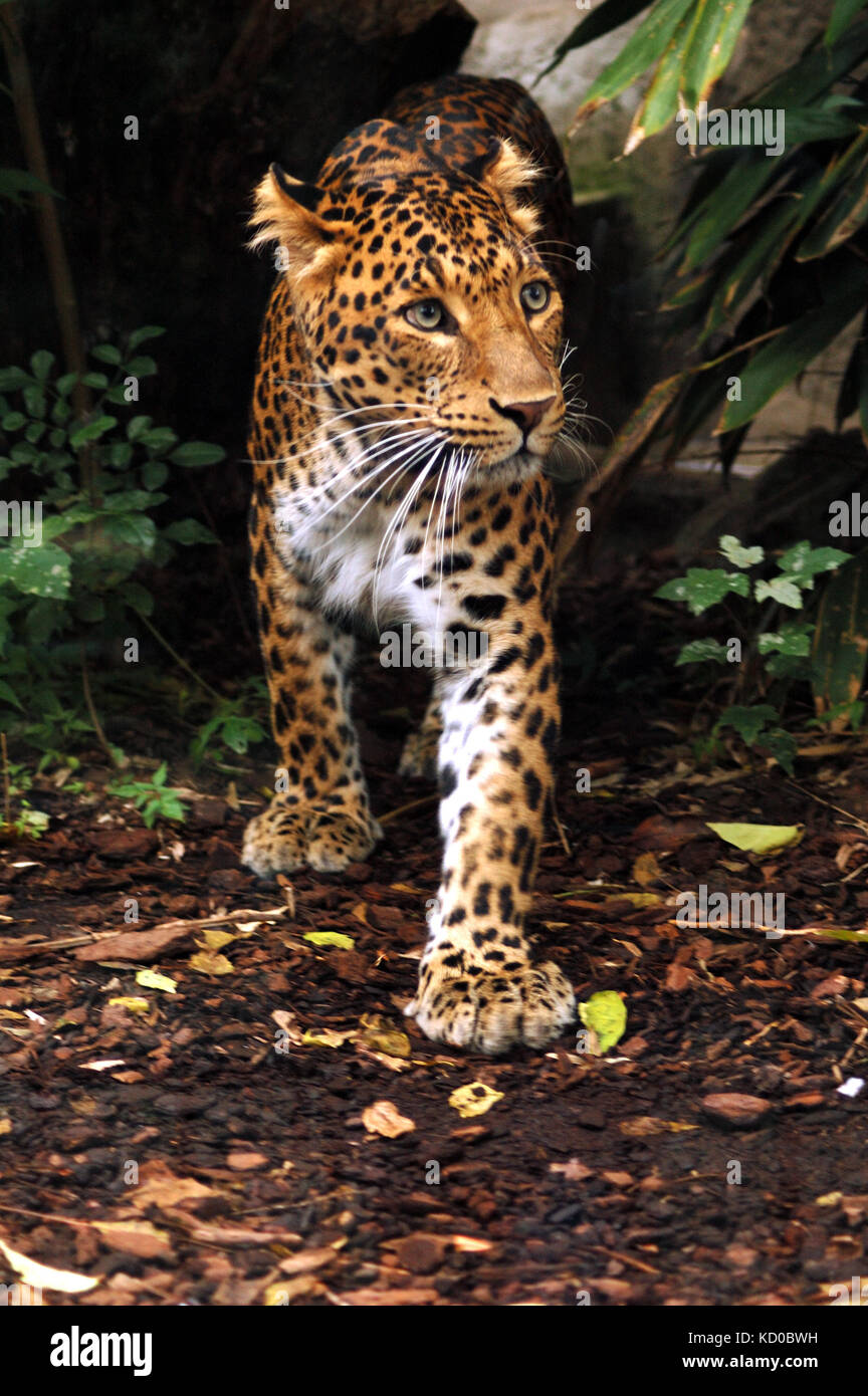 Zoologischer park von paris -Fotos und -Bildmaterial in hoher Auflösung – Alamy