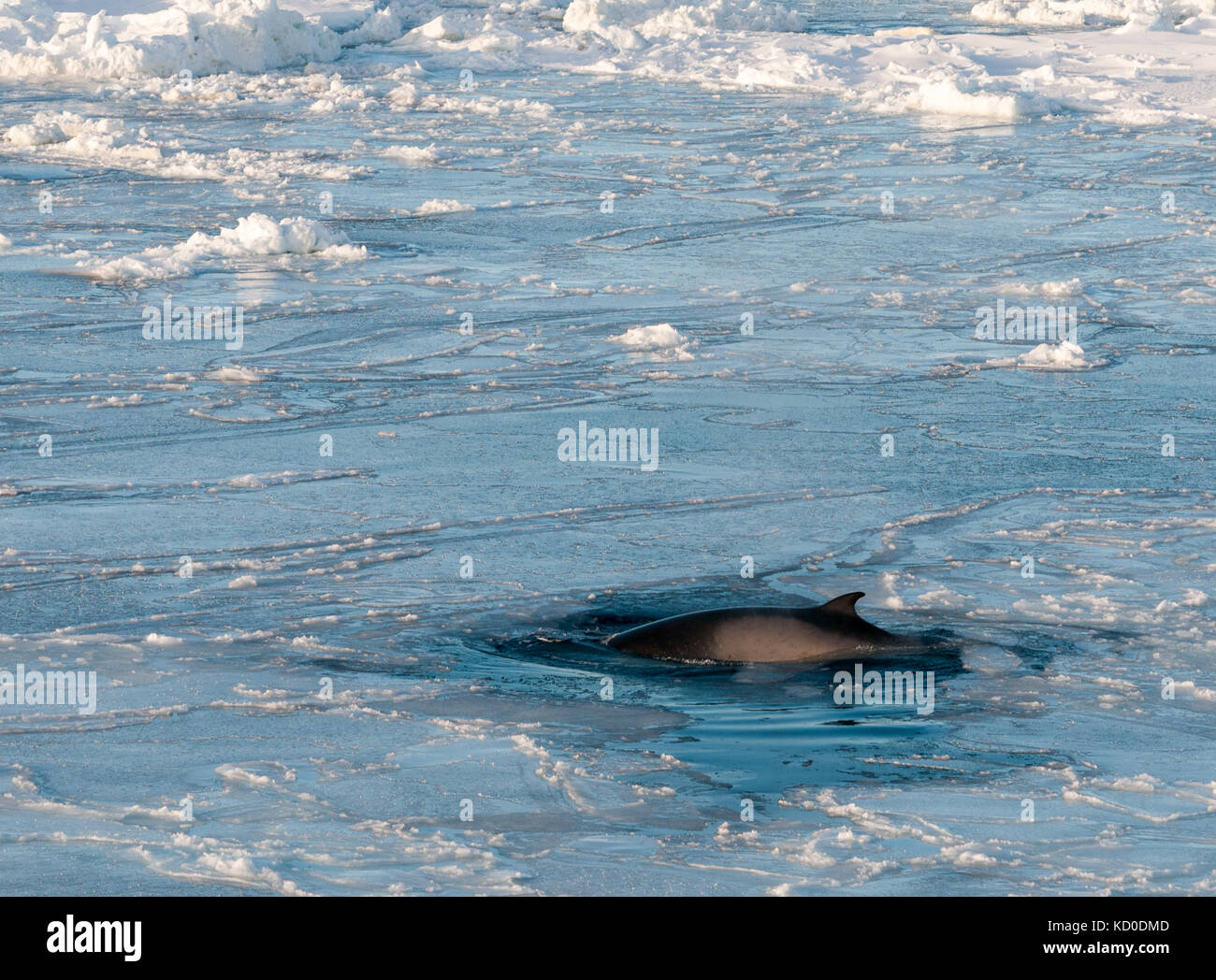 Antarktischer zwergwal balaenoptera bonaerensis -Fotos und ...