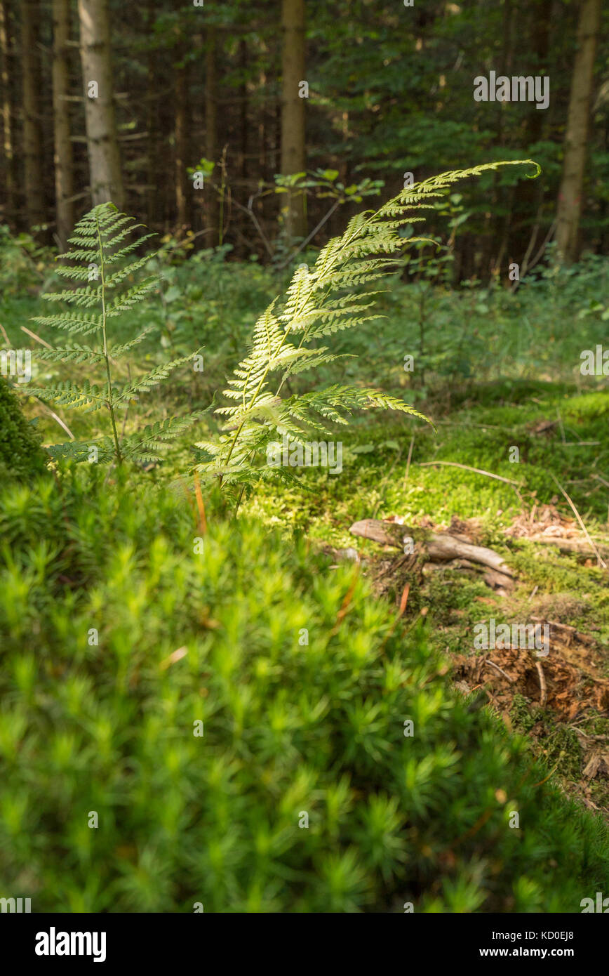 Bodendecker farn -Fotos und -Bildmaterial in hoher Auflösung – Alamy