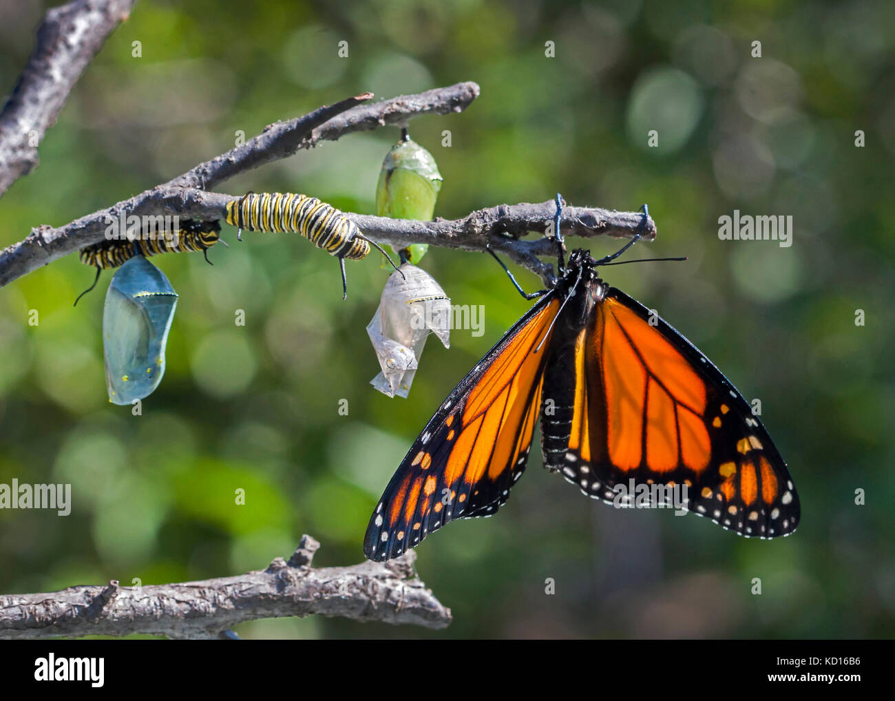 Butterfly hatching -Fotos und -Bildmaterial in hoher Auflösung – Alamy