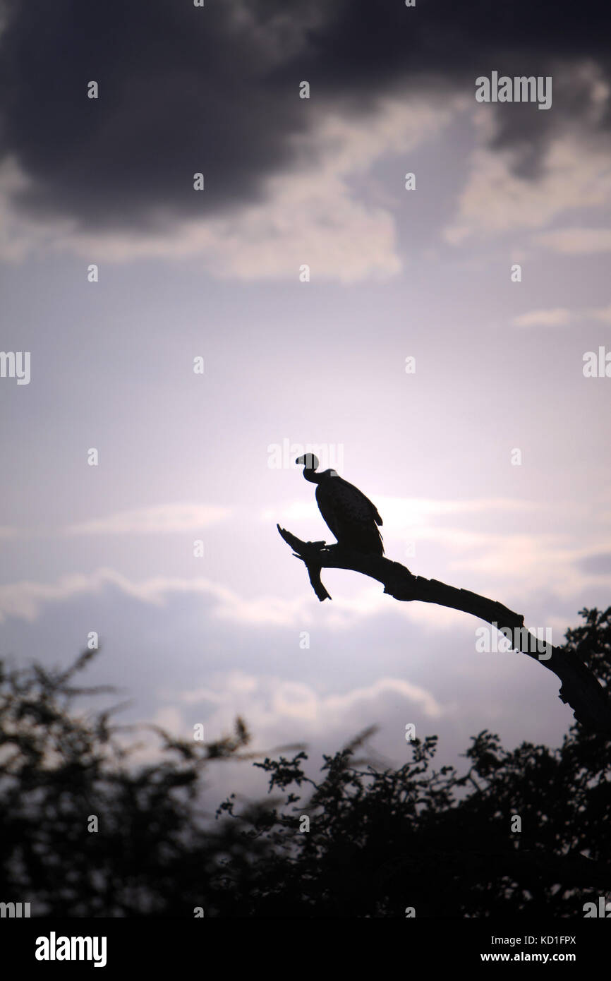 Geier Silhouette Stockfotos und -bilder Kaufen - Alamy
