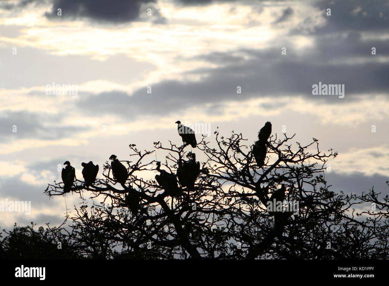 Geier Silhouette Stockfotos und -bilder Kaufen - Alamy