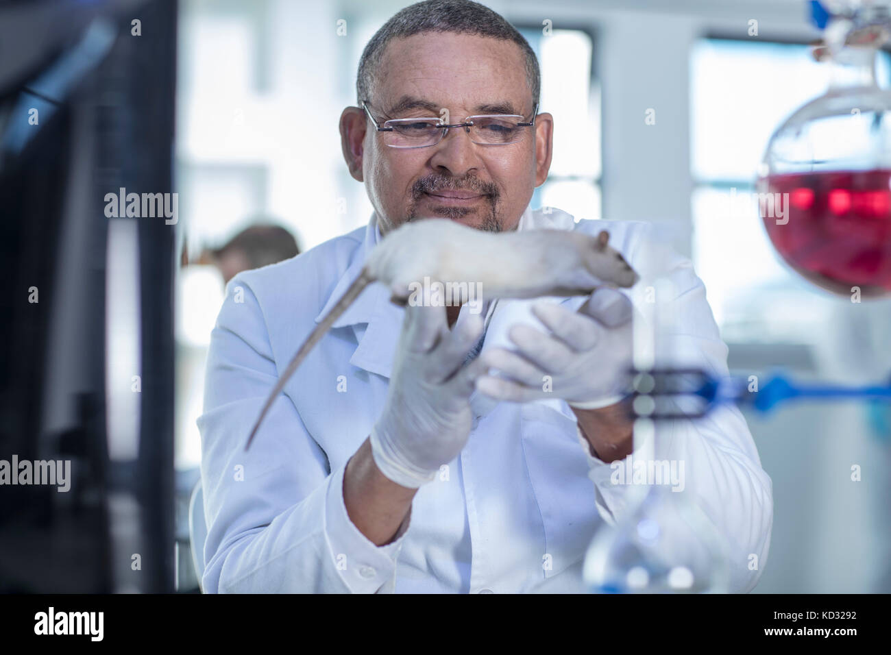 Laboratory animal -Fotos und -Bildmaterial in hoher Auflösung – Alamy