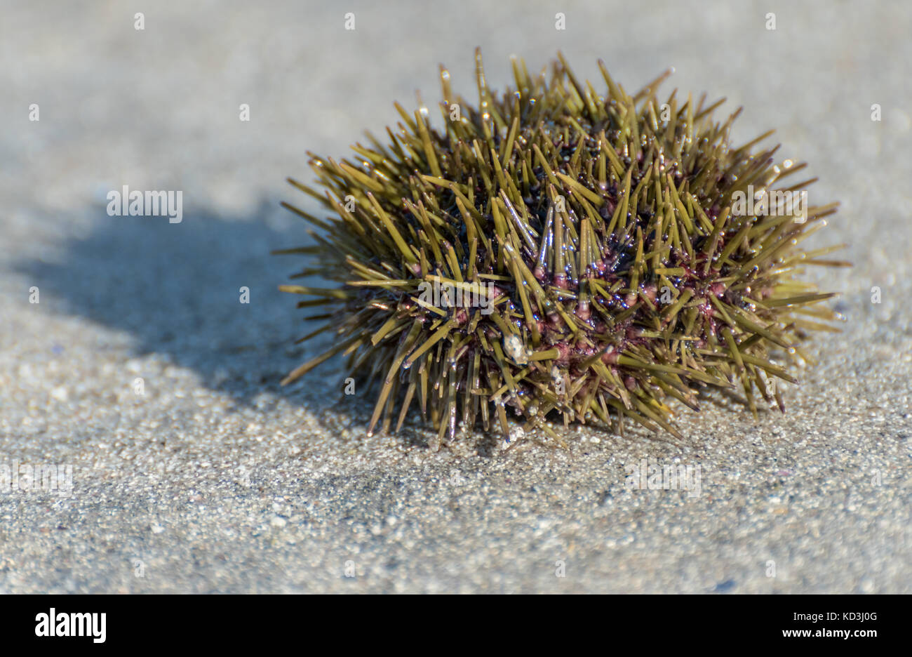 Strand seeigel -Fotos und -Bildmaterial in hoher Auflösung – Alamy