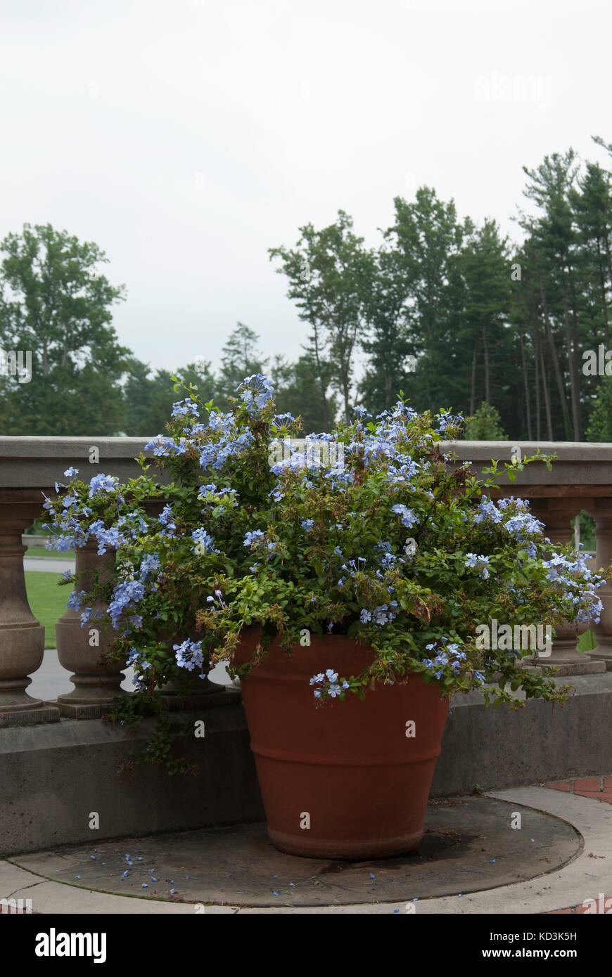 Plumbago capensis -Fotos und -Bildmaterial in hoher Auflösung – Alamy