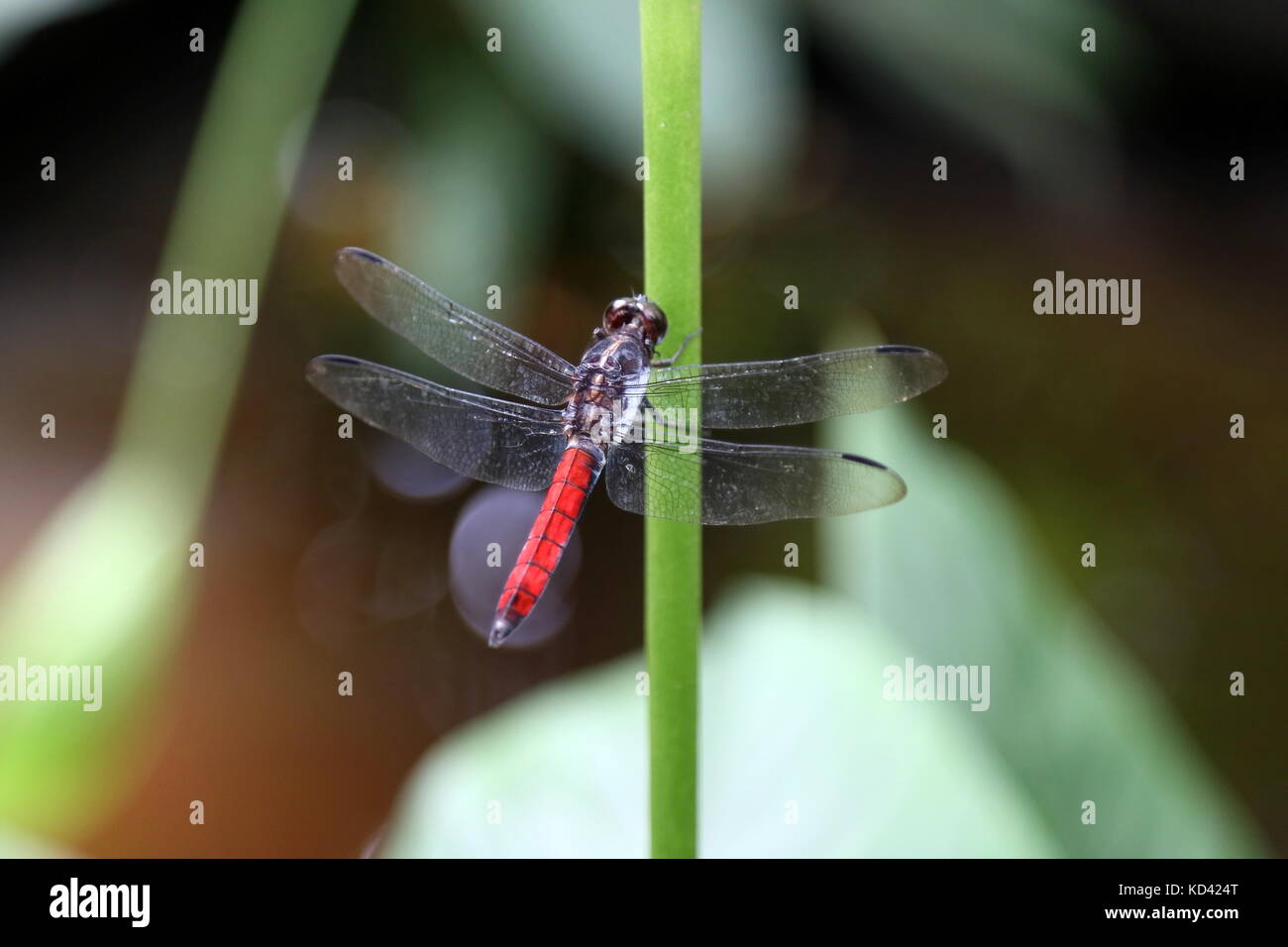 Red-Tailed Skimmer (Orthemis schmidti) Dragonfly, Jaguar Rescue Center ...