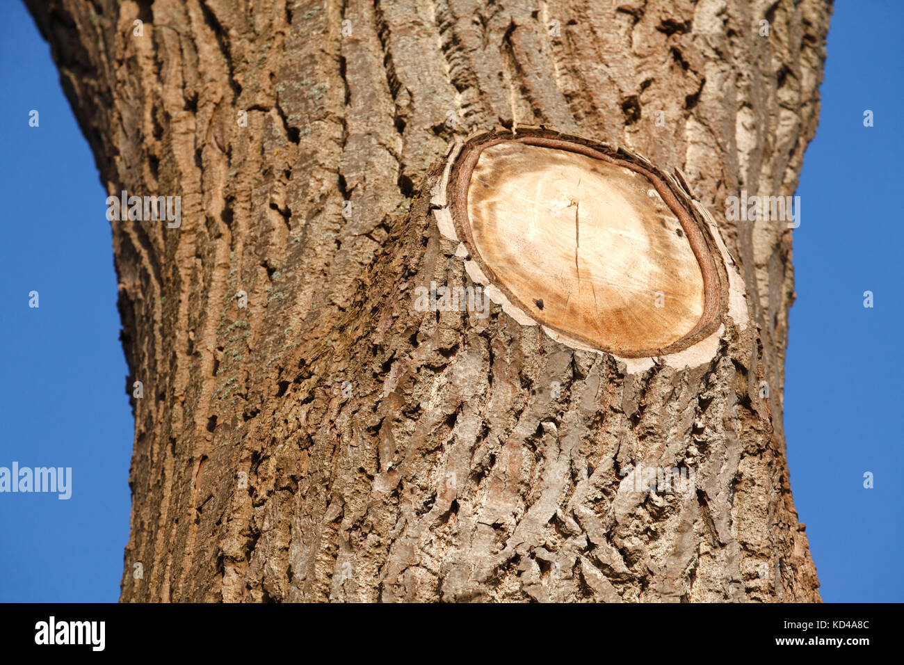Astloch baum -Fotos und -Bildmaterial in hoher Auflösung - Seite 2 - Alamy