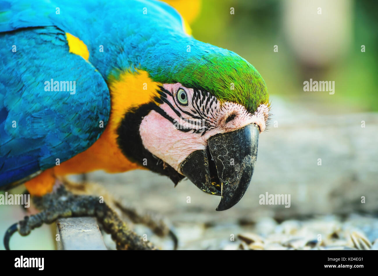 Blau-gelbe Ara caninde bekannt als Arara - in Brasilien. Ara mit Blue ...