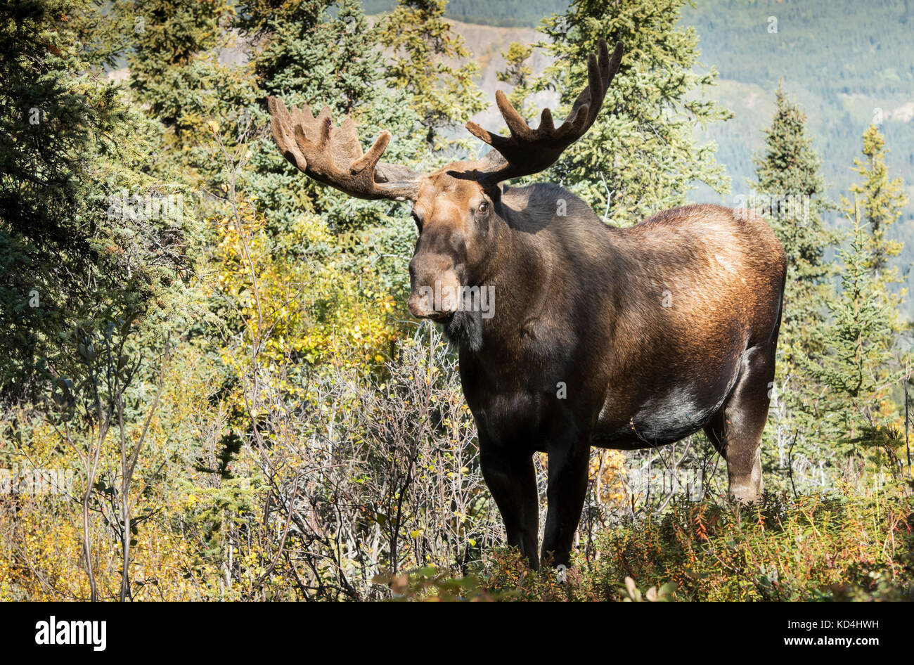 Elch mit geweih -Fotos und -Bildmaterial in hoher Auflösung – Alamy