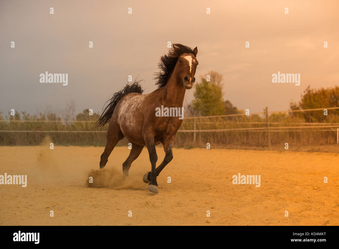 Pferd auf Natur. Porträt eines Pferdes, braunes Pferd Stockfotografie ...