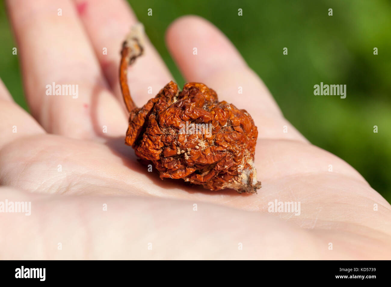Fauler apfel am baum -Fotos und -Bildmaterial in hoher Auflösung – Alamy