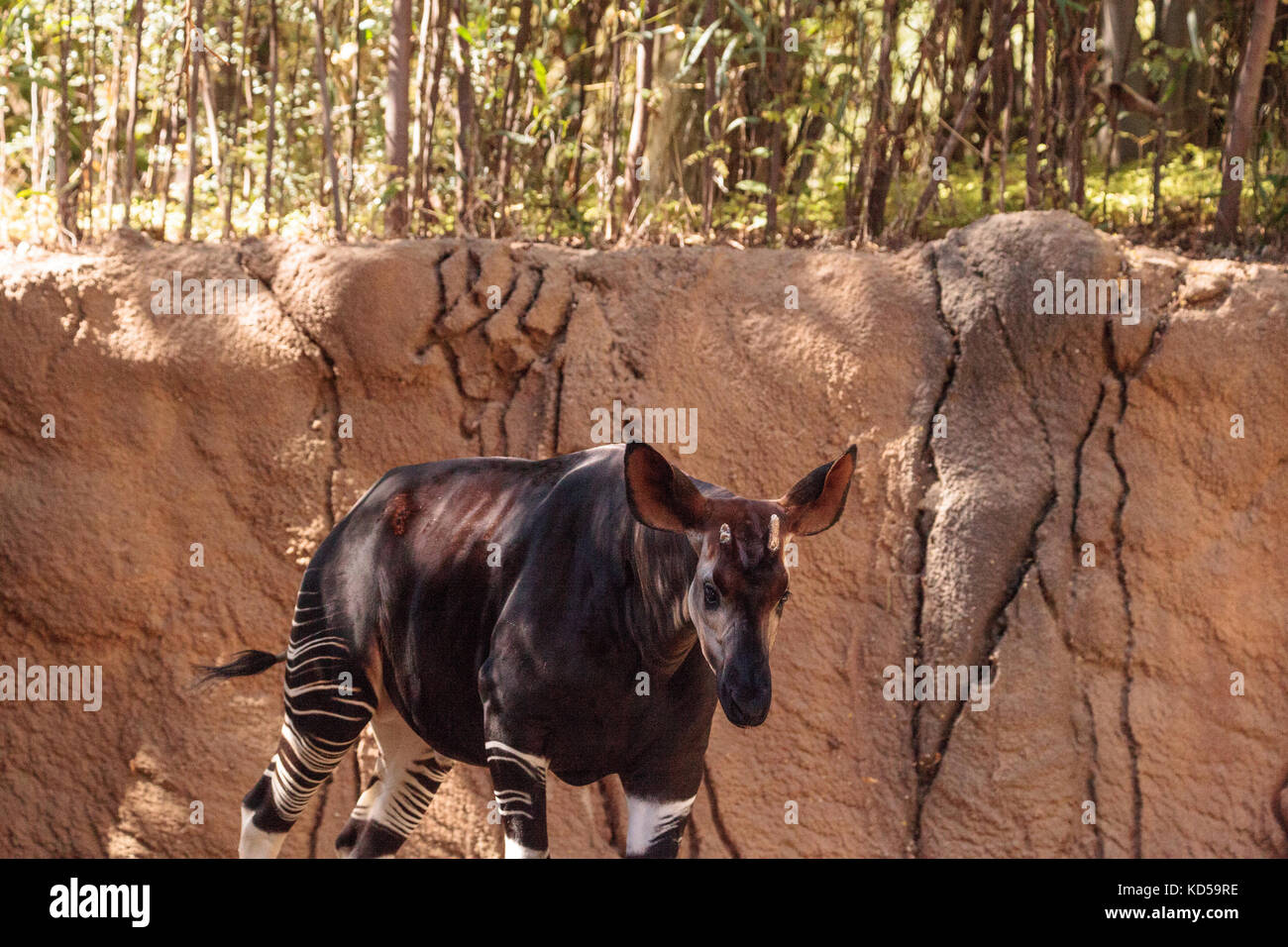 Okapi congo -Fotos und -Bildmaterial in hoher Auflösung - Seite 2 - Alamy