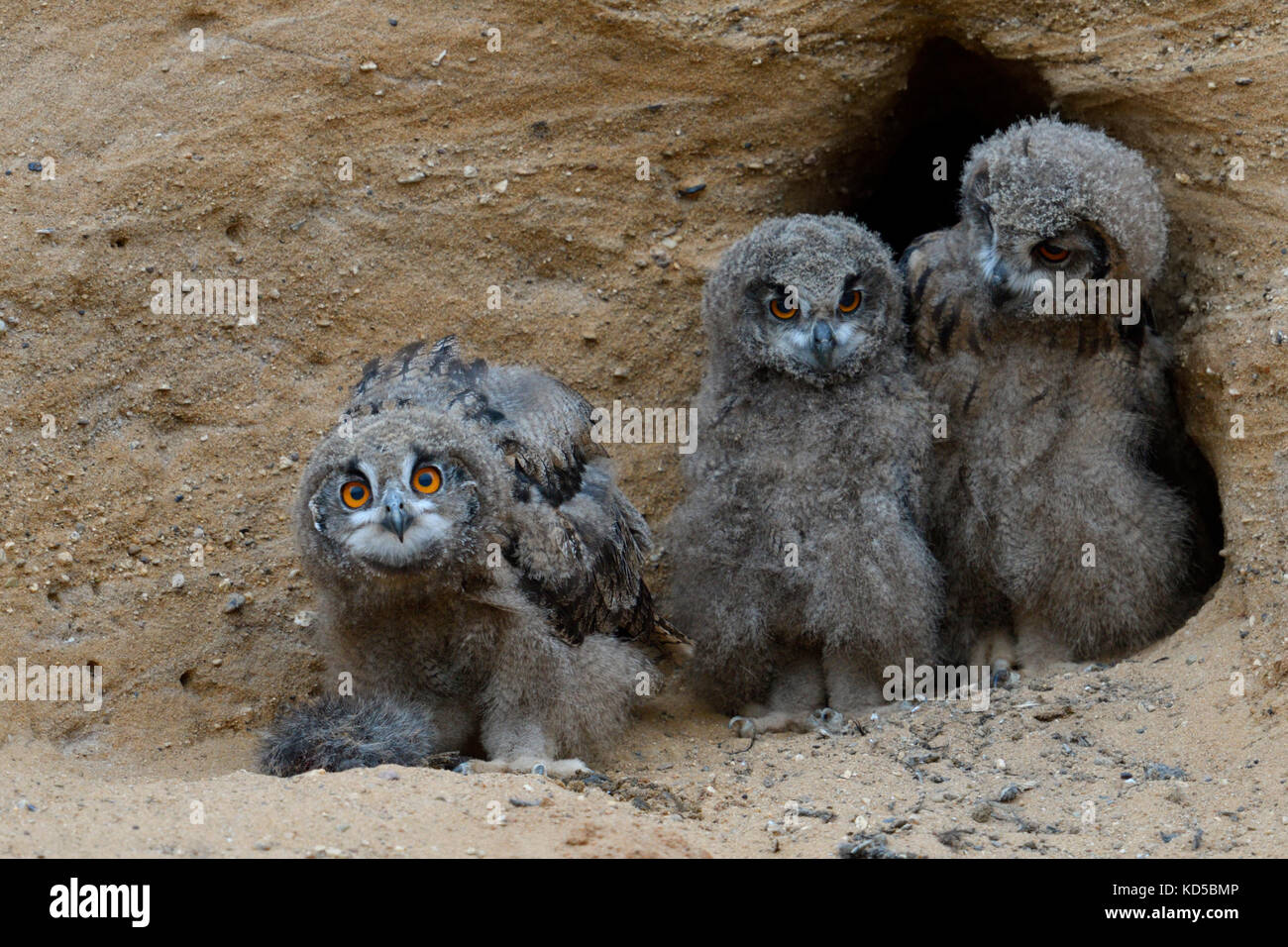 Drei junge uhu -Fotos und -Bildmaterial in hoher Auflösung – Alamy