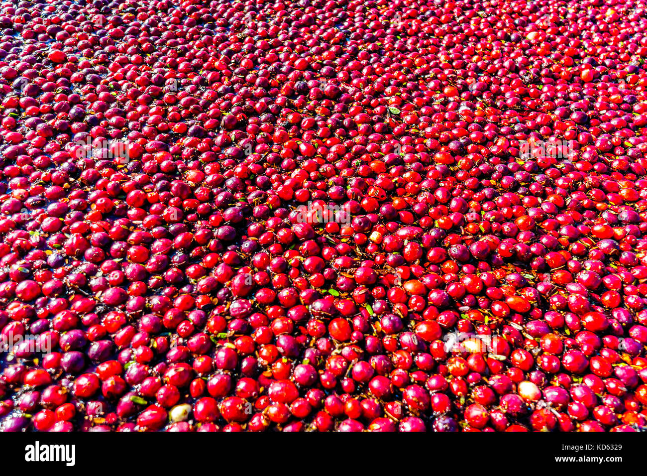 Preiselbeeren ernte -Fotos und -Bildmaterial in hoher Auflösung – Alamy