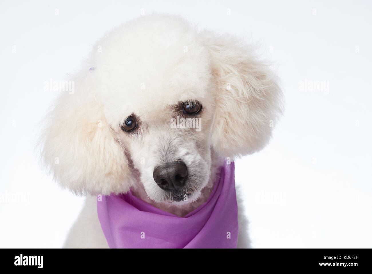 Weißer lockiger hund -Fotos und -Bildmaterial in hoher Auflösung – Alamy