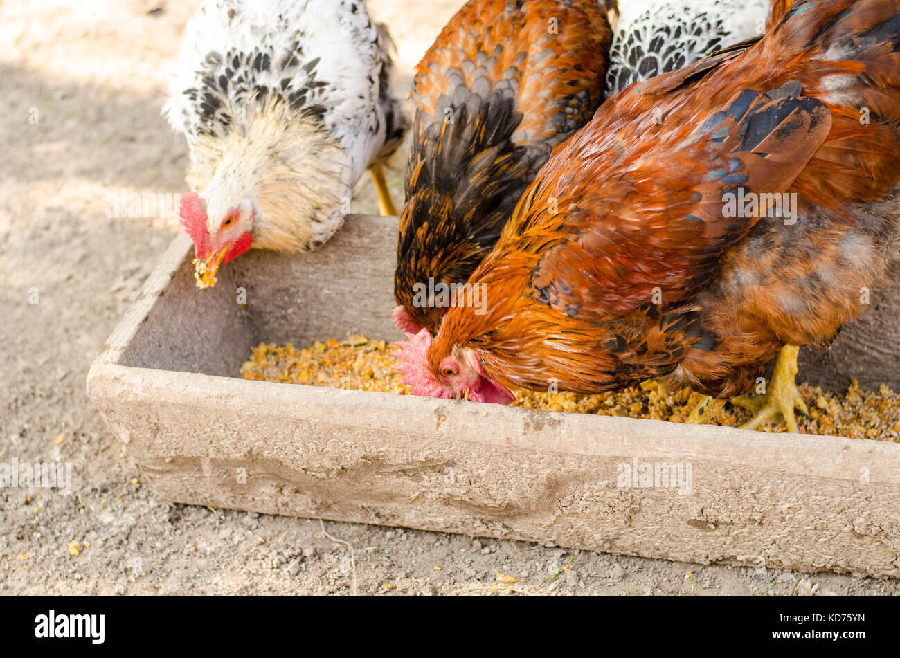 Chicken eating -Fotos und -Bildmaterial in hoher Auflösung – Alamy