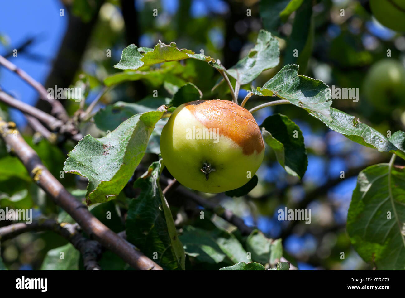 Fauler apfel am baum -Fotos und -Bildmaterial in hoher Auflösung – Alamy