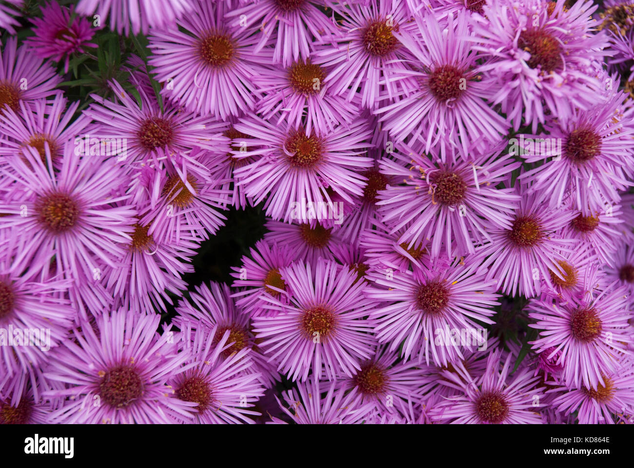 Astern Sorten Stockfotos & Astern Sorten Bilder - Alamy