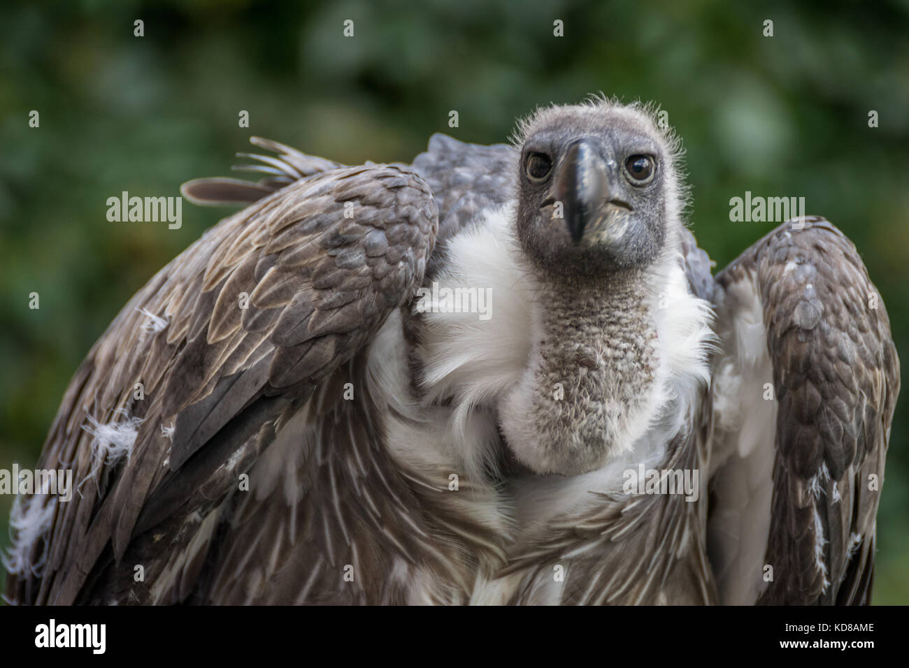 Greifvogel hautnah -Fotos und -Bildmaterial in hoher Auflösung – Alamy
